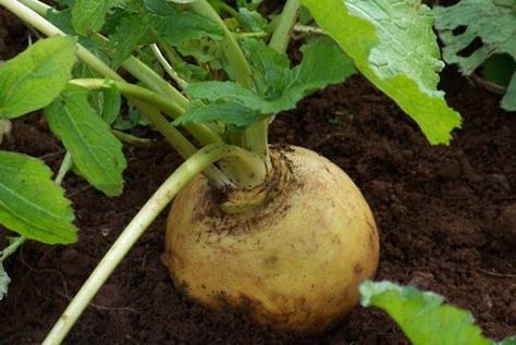 1000 Gold Ball Turnip Seeds for Planting Heirloom Non-GMO 3.5+ Grams Garden Vegetable Bulk Survival Golden Ball