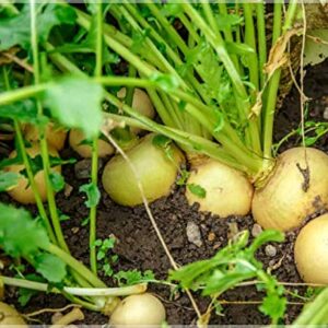 1000 Gold Ball Turnip Seeds for Planting Heirloom Non-GMO 3.5+ Grams Garden Vegetable Bulk Survival Golden Ball