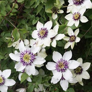 yegaol garden 50pcs white purple clematis seeds climbers perennial flower seeds gmo free attract butterflies & hummingbirds garden courtyard cottage potted