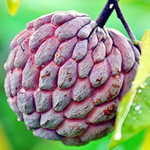 qauzuy garden 10 annona squamosa seeds, custard apple seeds, sugar-apple, sweetsops, non-gmo fruit seeds, prolific perennial tropical exotic fruit tree for home garden