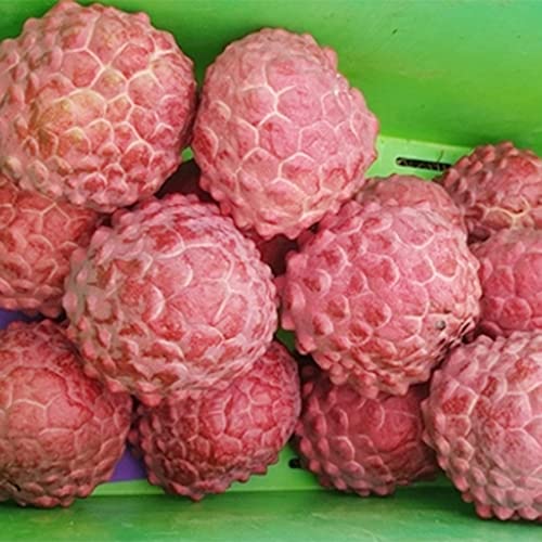 QAUZUY GARDEN 10 Annona Squamosa Seeds, Custard Apple Seeds, Sugar-Apple, Sweetsops, Non-GMO Fruit Seeds, Prolific Perennial Tropical Exotic Fruit Tree for Home Garden