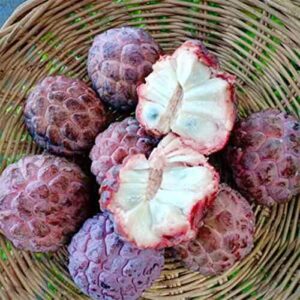 QAUZUY GARDEN 10 Annona Squamosa Seeds, Custard Apple Seeds, Sugar-Apple, Sweetsops, Non-GMO Fruit Seeds, Prolific Perennial Tropical Exotic Fruit Tree for Home Garden