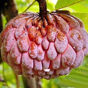 QAUZUY GARDEN 10 Annona Squamosa Seeds, Custard Apple Seeds, Sugar-Apple, Sweetsops, Non-GMO Fruit Seeds, Prolific Perennial Tropical Exotic Fruit Tree for Home Garden