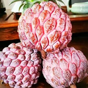 QAUZUY GARDEN 10 Annona Squamosa Seeds, Custard Apple Seeds, Sugar-Apple, Sweetsops, Non-GMO Fruit Seeds, Prolific Perennial Tropical Exotic Fruit Tree for Home Garden