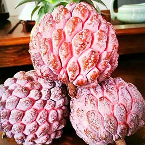 QAUZUY GARDEN 10 Annona Squamosa Seeds, Custard Apple Seeds, Sugar-Apple, Sweetsops, Non-GMO Fruit Seeds, Prolific Perennial Tropical Exotic Fruit Tree for Home Garden