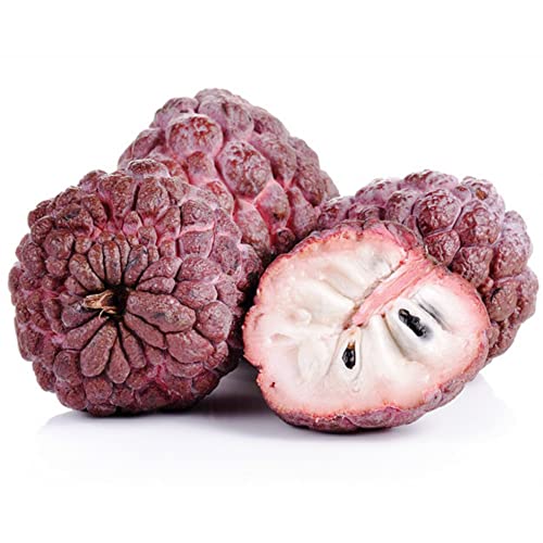 QAUZUY GARDEN 10 Annona Squamosa Seeds, Custard Apple Seeds, Sugar-Apple, Sweetsops, Non-GMO Fruit Seeds, Prolific Perennial Tropical Exotic Fruit Tree for Home Garden