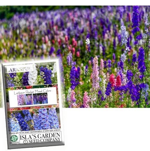 Larkspur Rocket Mix Colors Blend Flower Seeds, 250+ Flower Seeds Per Packet, (Isla's Garden Seeds), Non GMO & Heirloom Seeds, Botanical Name: Delphinium ajacis, Great Home Garden Gift