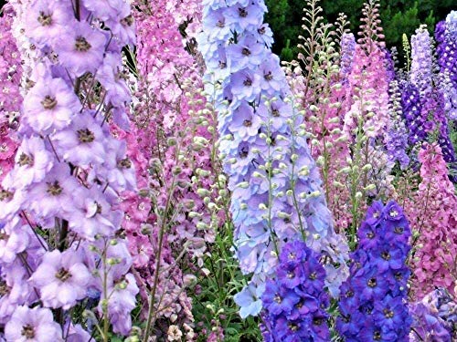 Larkspur Rocket Mix Colors Blend Flower Seeds, 250+ Flower Seeds Per Packet, (Isla's Garden Seeds), Non GMO & Heirloom Seeds, Botanical Name: Delphinium ajacis, Great Home Garden Gift