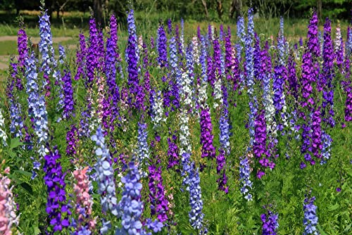 Larkspur Rocket Mix Colors Blend Flower Seeds, 250+ Flower Seeds Per Packet, (Isla's Garden Seeds), Non GMO & Heirloom Seeds, Botanical Name: Delphinium ajacis, Great Home Garden Gift