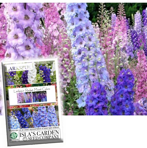 Larkspur Rocket Mix Colors Blend Flower Seeds, 250+ Flower Seeds Per Packet, (Isla's Garden Seeds), Non GMO & Heirloom Seeds, Botanical Name: Delphinium ajacis, Great Home Garden Gift