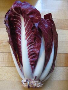 800 red treviso endive seeds for planting heirloom non-gmo 2.5+ grams garden vegetable bulk survival chicory radicchio