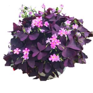 mokalala 10 pcs purple shamrock bulbs seeds | non-gmo | oxalis triangularis organic bulbs plants seeds for planting home garden