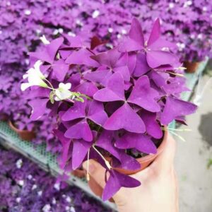 MOKALALA 10 Pcs Purple Shamrock Bulbs Seeds | Non-GMO | Oxalis Triangularis Organic Bulbs Plants Seeds for Planting Home Garden