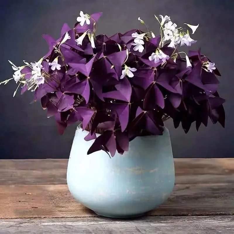 MOKALALA 10 Pcs Purple Shamrock Bulbs Seeds | Non-GMO | Oxalis Triangularis Organic Bulbs Plants Seeds for Planting Home Garden