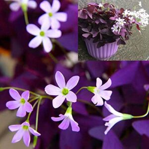 MOKALALA 10 Pcs Purple Shamrock Bulbs Seeds | Non-GMO | Oxalis Triangularis Organic Bulbs Plants Seeds for Planting Home Garden