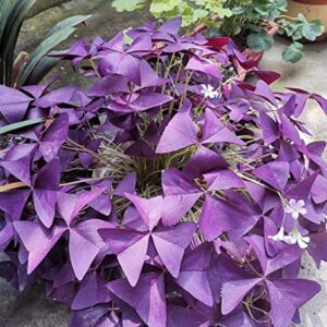 MOKALALA 10 Pcs Purple Shamrock Bulbs Seeds | Non-GMO | Oxalis Triangularis Organic Bulbs Plants Seeds for Planting Home Garden