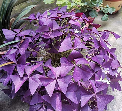 MOKALALA 10 Pcs Purple Shamrock Bulbs Seeds | Non-GMO | Oxalis Triangularis Organic Bulbs Plants Seeds for Planting Home Garden