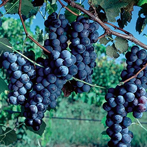 Pixies Gardens (1 Gallon) Cabernet Sauvignon Grape is A Small Round Black Grape for Wine-Making It is One of The Most Renowned Red Wine Grapes.