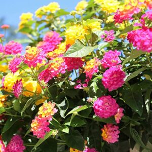 100 pcs mix lantana flower seeds lantana camara seeds for planting home garden non-gmo