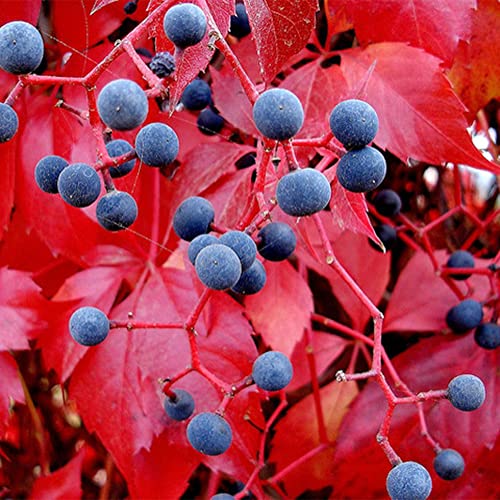 QAUZUY GARDEN Seeds- 100 Virginia Creeper Parthenocissus Quinquefolia Seeds, Fully Hardy, Fast-Growing