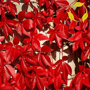 QAUZUY GARDEN Seeds- 100 Virginia Creeper Parthenocissus Quinquefolia Seeds, Fully Hardy, Fast-Growing