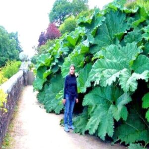 25 gunnera manicata seeds “dinosaur food” giant exotic flower garden plant