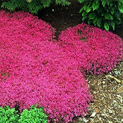 200pcs Thyme Seeds Creeping Thyme red joss Seeds Perennial Ground Cover for Home Garden