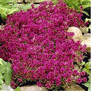 200pcs Thyme Seeds Creeping Thyme red joss Seeds Perennial Ground Cover for Home Garden