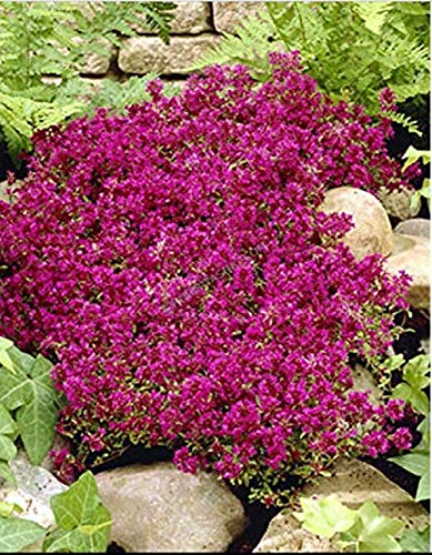 200pcs Thyme Seeds Creeping Thyme red joss Seeds Perennial Ground Cover for Home Garden