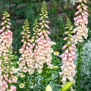 chuxay garden 100 seeds digitalis purpurea ‘dalmatian peach’,common foxglove seed,lady’s glove,dalmatian series rare peach foxglove perennial flowering plant low-maintenance