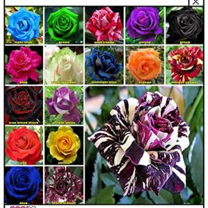 Rare Plant Seed Rose Seeds Multi Coloured Rose Flower Seeds Home Garden Plant 100+ Mixed Colors Rose Seeds