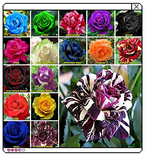 Rare Plant Seed Rose Seeds Multi Coloured Rose Flower Seeds Home Garden Plant 100+ Mixed Colors Rose Seeds