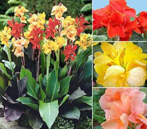 20+ mixed canna lily flower seeds perennial beautiful bonsai plant home garden decor