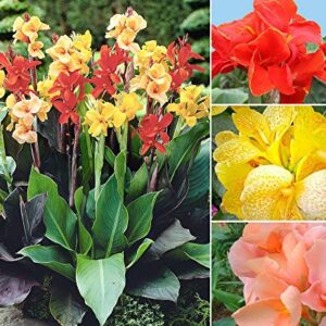 20+ Mixed Canna Lily Flower Seeds Perennial Beautiful Bonsai Plant Home Garden Decor