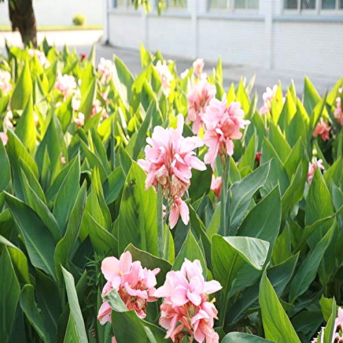 20+ Mixed Canna Lily Flower Seeds Perennial Beautiful Bonsai Plant Home Garden Decor