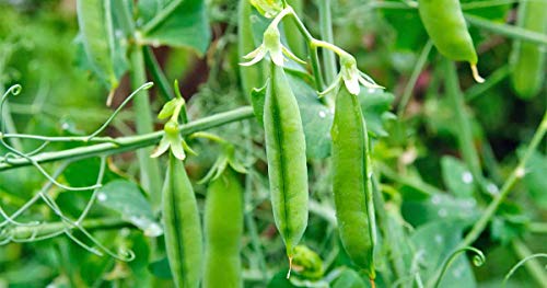 Rainbow Bean Mix Sprouting Seeds, Adzuki, Garbanzo, Green Pea, & Lentil, 40+ Heirloom Seeds in Mixture Per Packet, Non GMO Seeds, (Isla's Garden Seeds), Botanical Name: Phaseolus vulgaris