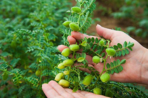 Rainbow Bean Mix Sprouting Seeds, Adzuki, Garbanzo, Green Pea, & Lentil, 40+ Heirloom Seeds in Mixture Per Packet, Non GMO Seeds, (Isla's Garden Seeds), Botanical Name: Phaseolus vulgaris