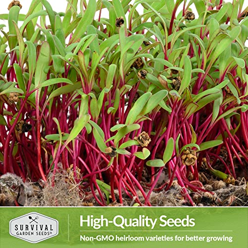 Survival Garden Seeds Beet Microgreens for Sprouting and Growing - Seed to Sprout Green Leafy Micro Vegetable Plants Indoors - Grow Your Own Mini Windowsill Garden - Non-GMO Heirloom Variety