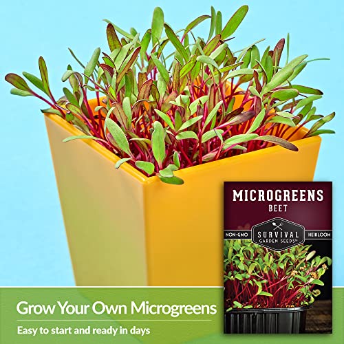 Survival Garden Seeds Beet Microgreens for Sprouting and Growing - Seed to Sprout Green Leafy Micro Vegetable Plants Indoors - Grow Your Own Mini Windowsill Garden - Non-GMO Heirloom Variety