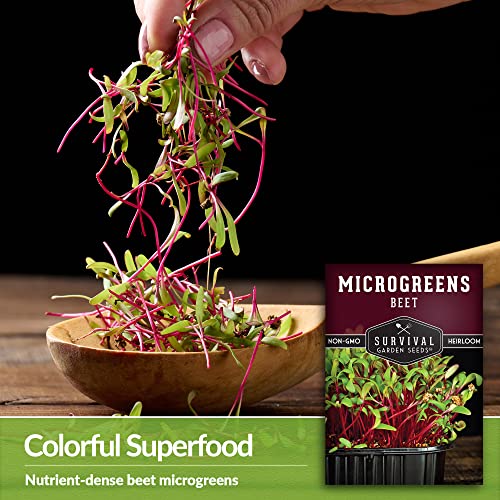 Survival Garden Seeds Beet Microgreens for Sprouting and Growing - Seed to Sprout Green Leafy Micro Vegetable Plants Indoors - Grow Your Own Mini Windowsill Garden - Non-GMO Heirloom Variety