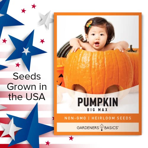 Pumpkin Seeds for Planting (Big Max) Heirloom, Non-GMO Vegetable Variety- 5 Grams Seeds Great for Summer Pumpkin Gardens by Gardeners Basics