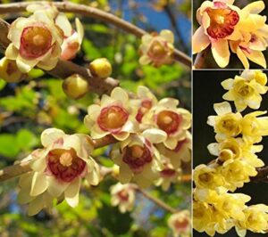 20+ chimonanthus praecox odorant shrub seeds bush winter flowers garden plants