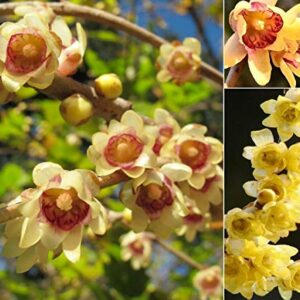 20+ Chimonanthus Praecox Odorant Shrub Seeds Bush Winter Flowers Garden Plants