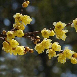 20+ Chimonanthus Praecox Odorant Shrub Seeds Bush Winter Flowers Garden Plants