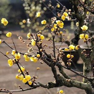 20+ Chimonanthus Praecox Odorant Shrub Seeds Bush Winter Flowers Garden Plants