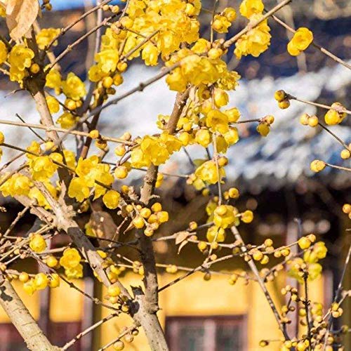 20+ Chimonanthus Praecox Odorant Shrub Seeds Bush Winter Flowers Garden Plants