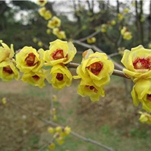 20+ Chimonanthus Praecox Odorant Shrub Seeds Bush Winter Flowers Garden Plants