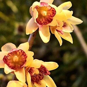 20+ Chimonanthus Praecox Odorant Shrub Seeds Bush Winter Flowers Garden Plants