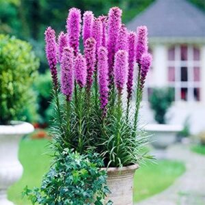 qauzuy garden 500 seeds blazing star seeds purple dense blazing star gay feather liatris spicata flower seeds- beautiful hardy flowers – attract pollinators& low maintain