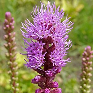 QAUZUY GARDEN 500 Seeds Blazing Star Seeds Purple Dense Blazing Star Gay Feather Liatris Spicata Flower Seeds- Beautiful Hardy Flowers - Attract Pollinators& Low Maintain